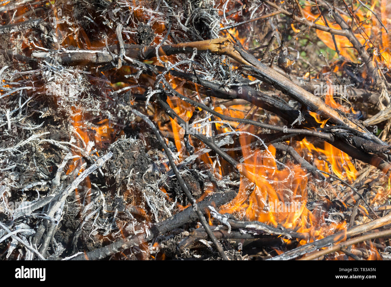 Bush on fire outdoor. Burning dry grass. Fire and smoke. background ...