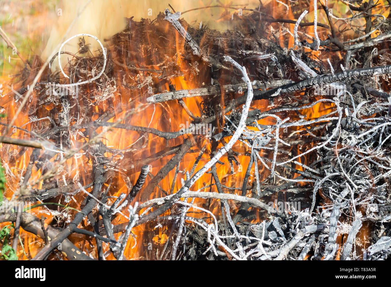 Bush on fire outdoor. Burning dry grass. Fire and smoke. background ...