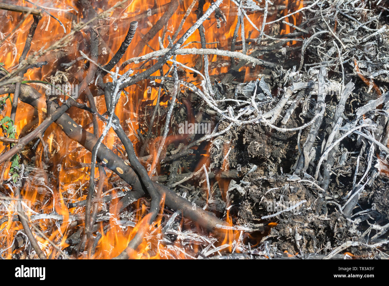 Bush on fire outdoor. Burning dry grass. Fire and smoke. background ...