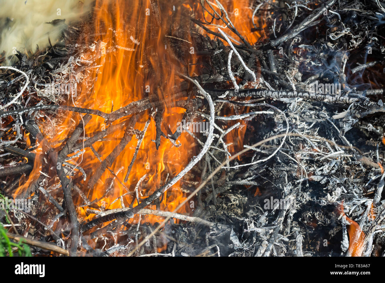 Bush on fire outdoor. Burning dry grass. Fire and smoke. background ...