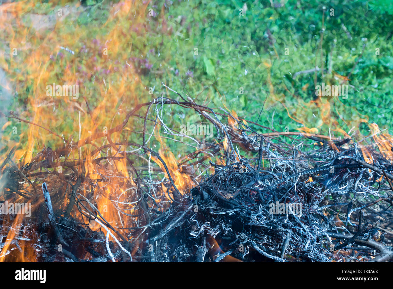 Bush on fire outdoor. Burning dry grass. Fire and smoke. background ...