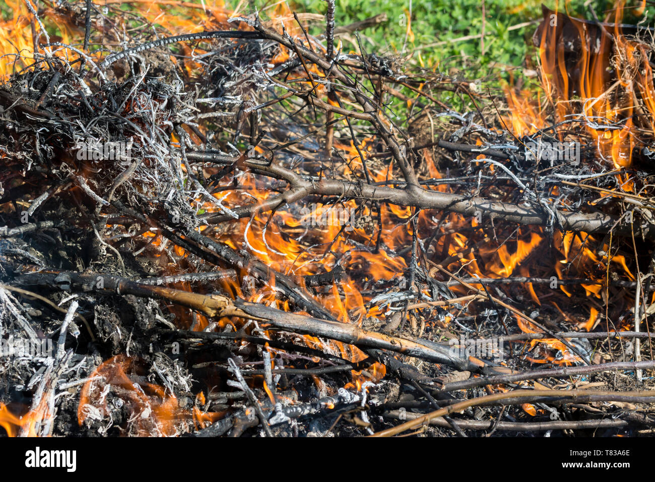 Bush on fire outdoor. Burning dry grass. Fire and smoke. background ...