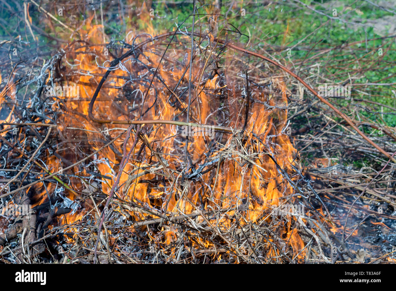 Bush on fire outdoor. Burning dry grass. Fire and smoke. background ...