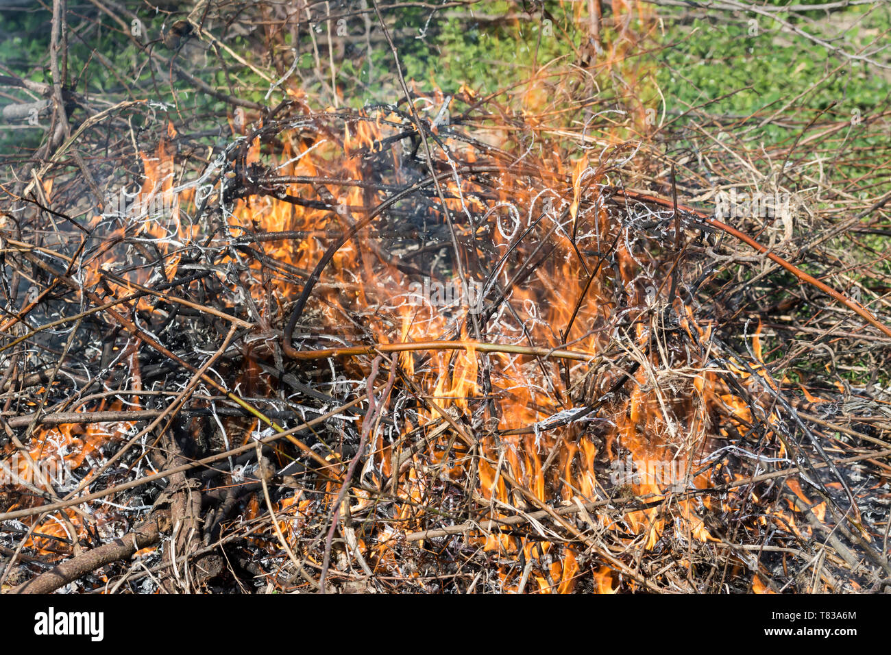 Bush on fire outdoor. Burning dry grass. Fire and smoke. background ...