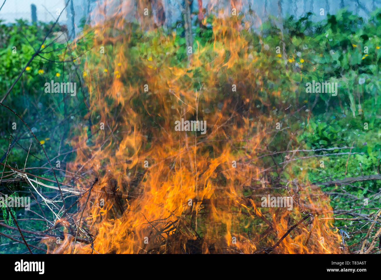 Bush on fire outdoor. Burning dry grass. Fire and smoke. background ...