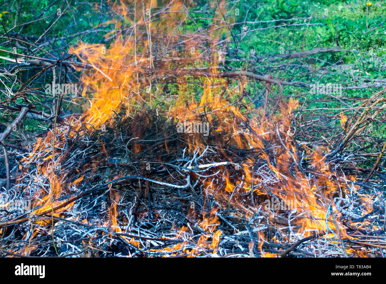 Bush on fire outdoor. Burning dry grass. Fire and smoke. background ...