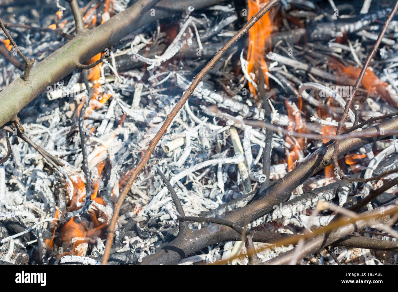 Bush on fire outdoor. Burning dry grass. Fire and smoke. background ...