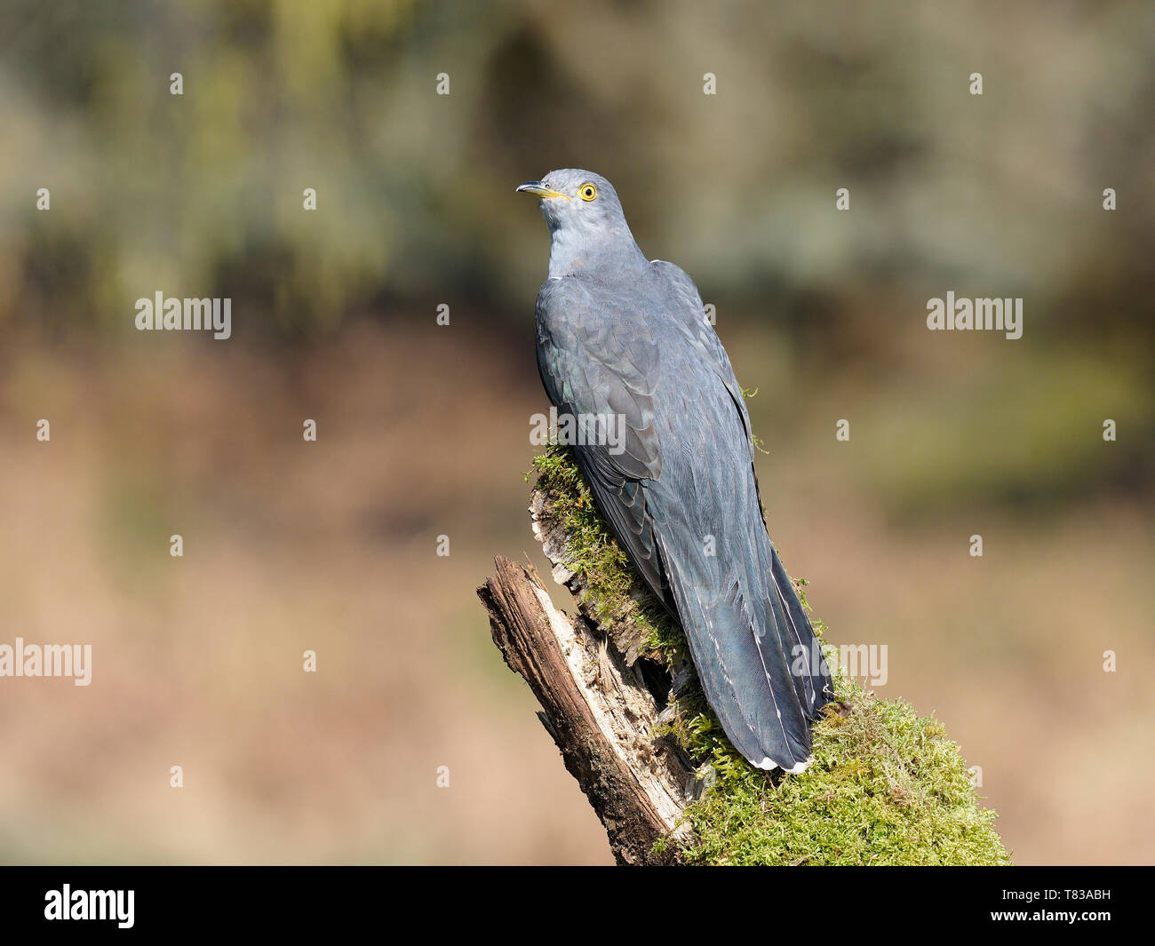 Common cuckoo, Cuculus canorus, single bird on branch, Warwickshire ...