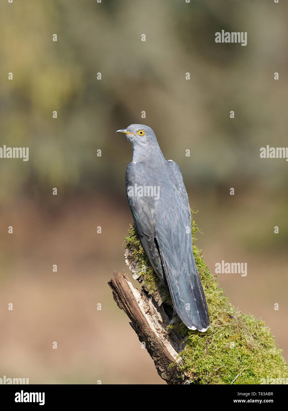 Common cuckoo, Cuculus canorus, single bird on branch, Warwickshire ...