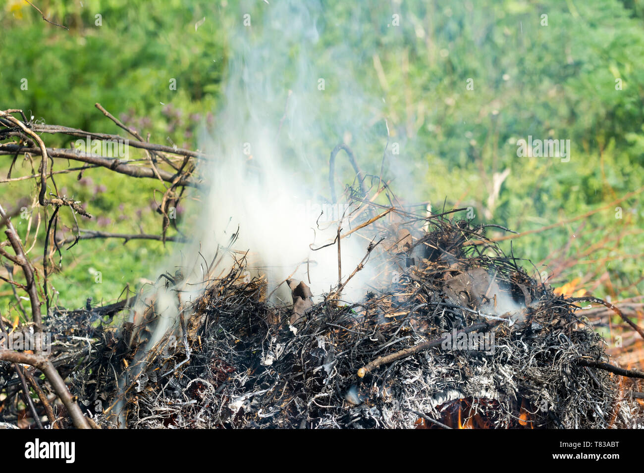 Bush on fire outdoor. Burning dry grass. Fire and smoke. background ...