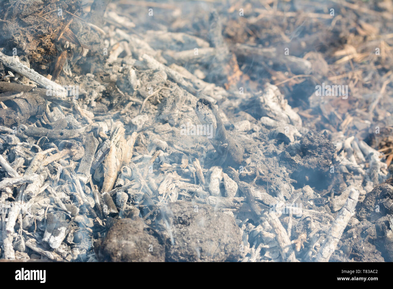 Bush on fire outdoor. Burning dry grass. Fire and smoke. background ...