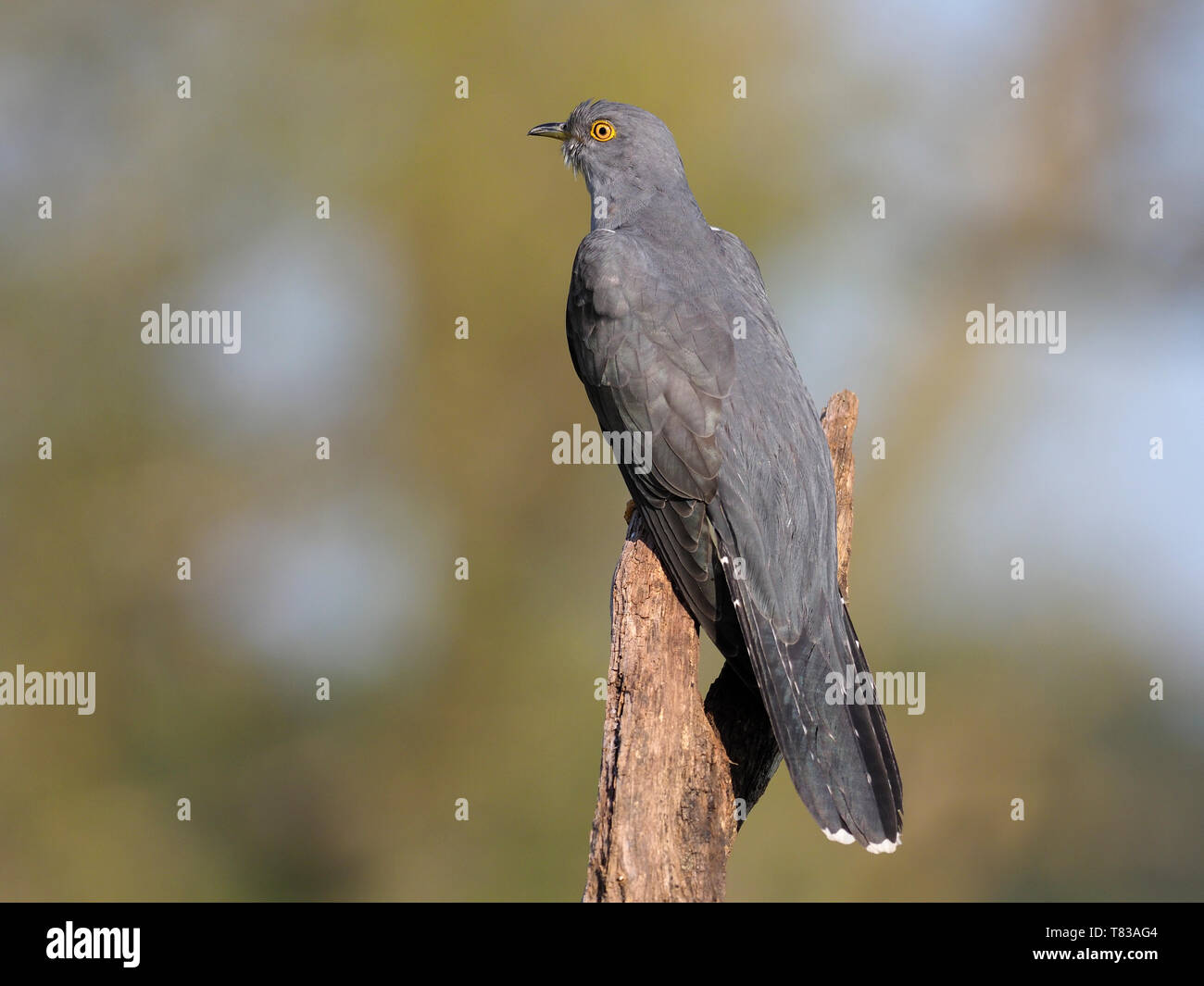 Common cuckoo, Cuculus canorus, single bird on branch, Warwickshire ...