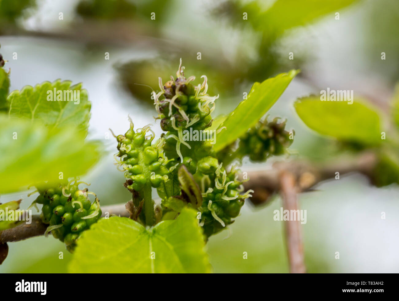 Mulberry tree flower hi-res stock photography and images - Alamy