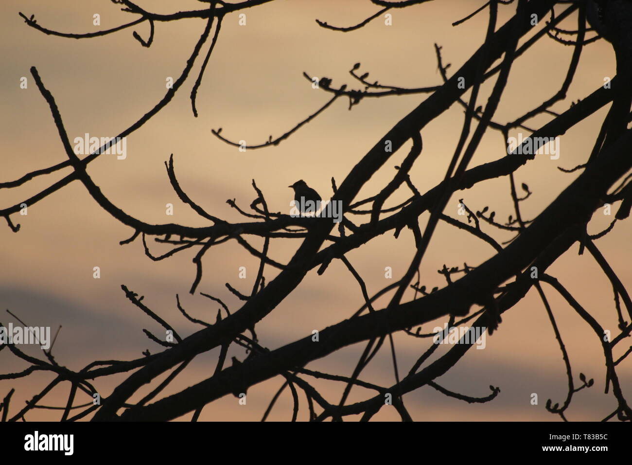 Ranting hi-res stock photography and images - Alamy