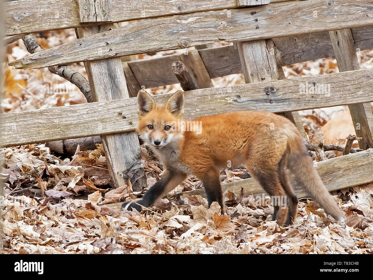 Red fox kit Vulpes vulpes walking by an old fence deep in the forest in ...