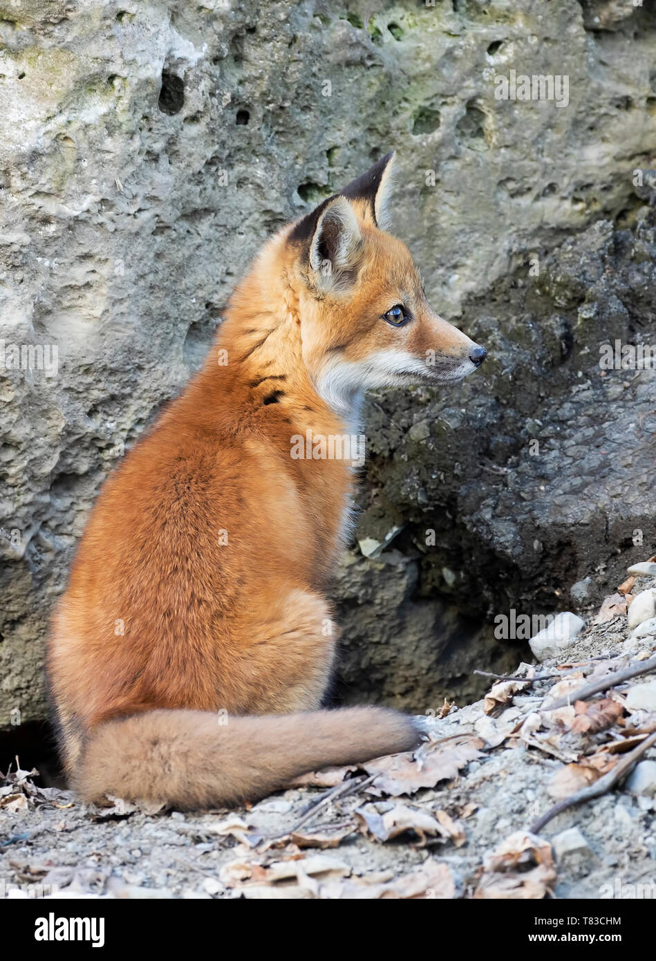 Red fox kit Vulpes vulpes standing in front of its den deep in the forest in early spring in ...