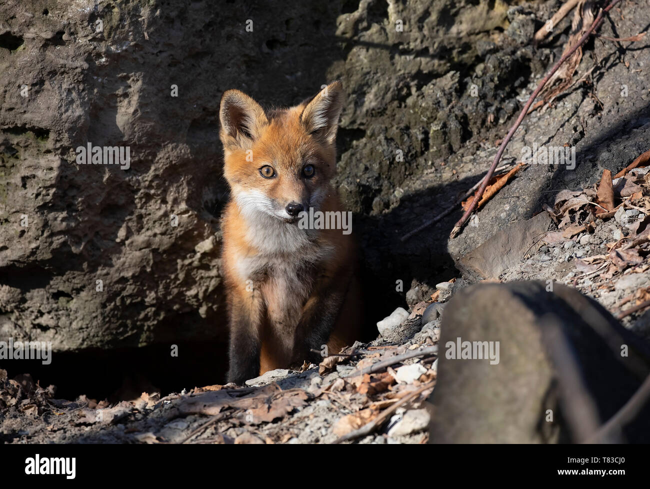 Red fox kit Vulpes vulpes standing at its den deep in the forest in early spring in Canada Stock ...