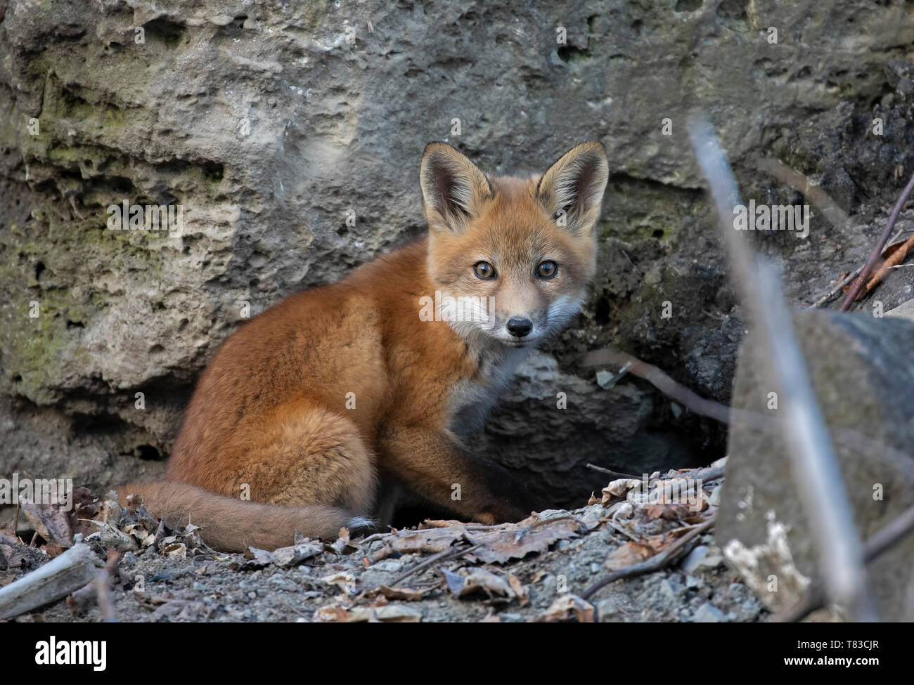 Red fox kit Vulpes vulpes standing at its den deep in the forest in early spring in Canada Stock ...