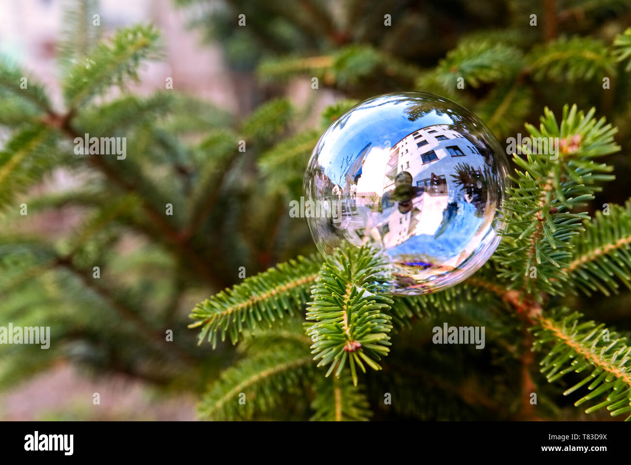 Bubble with reflection nestled on an evergreen tree branch Stock Photo ...