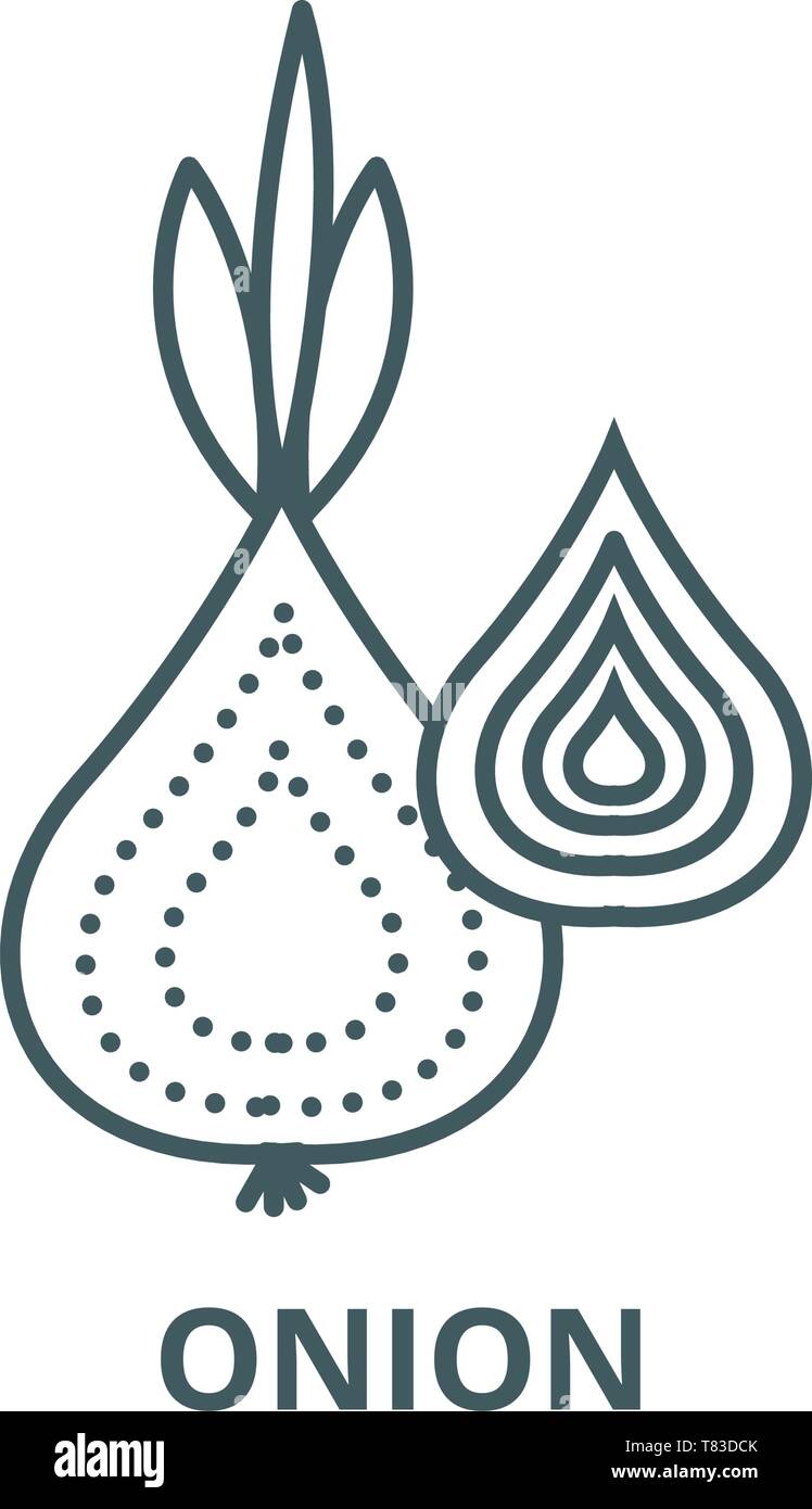 Onion vector line icon, linear concept, outline sign, symbol Stock ...