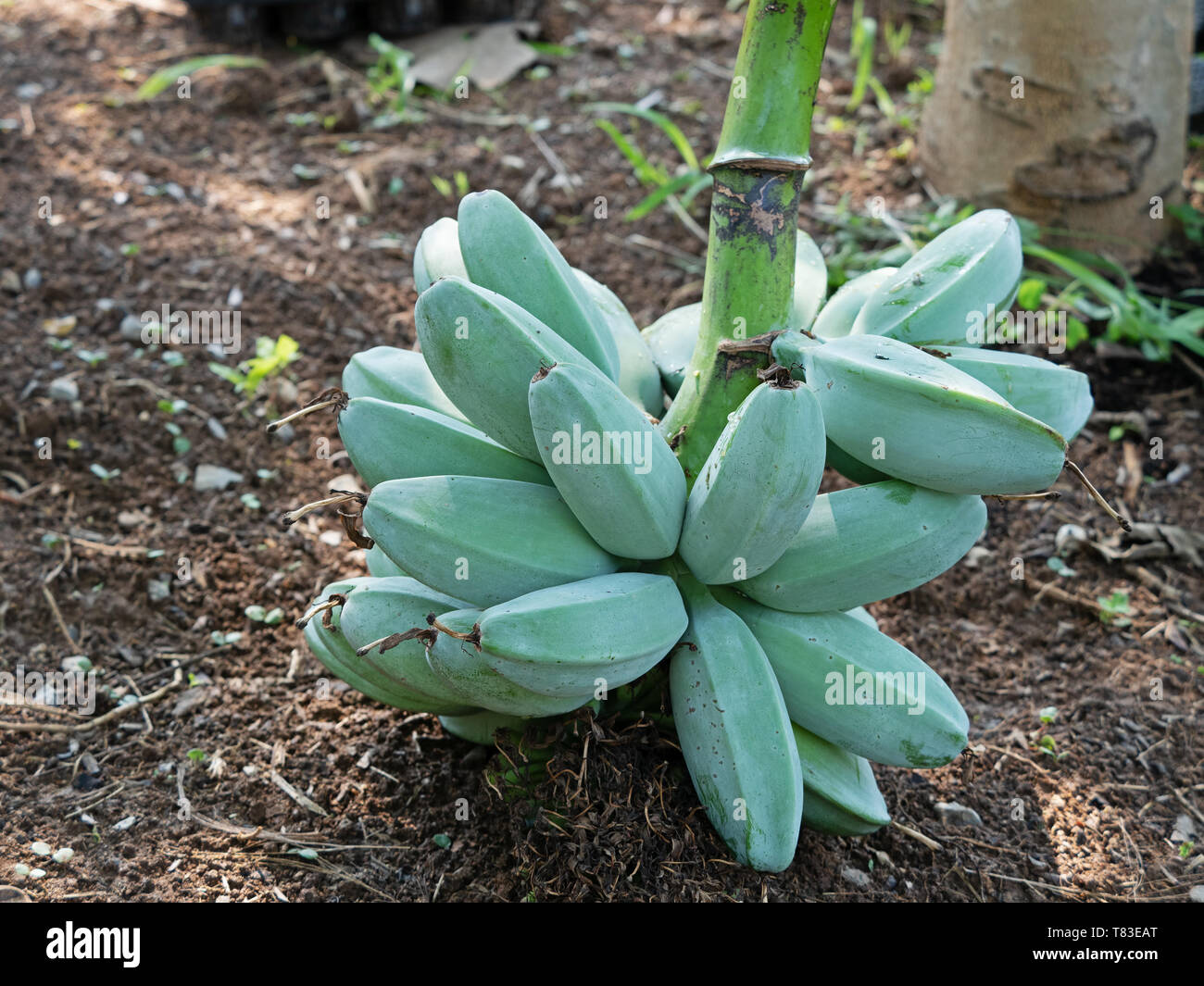 Closeup Bunch of Raw Saba Bananas on The Ground Stock Photo - Alamy