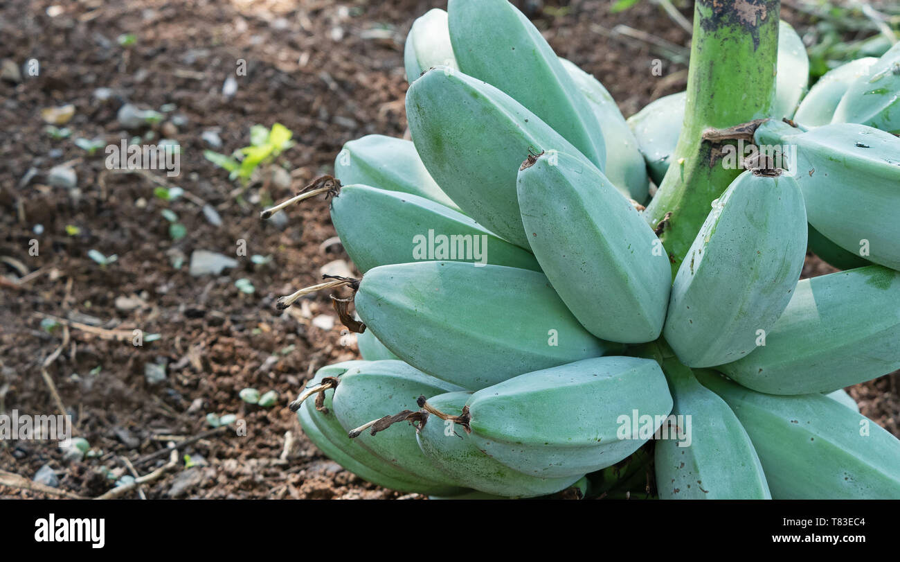 Closeup Bunch of Raw Saba Bananas on The Ground Stock Photo - Alamy