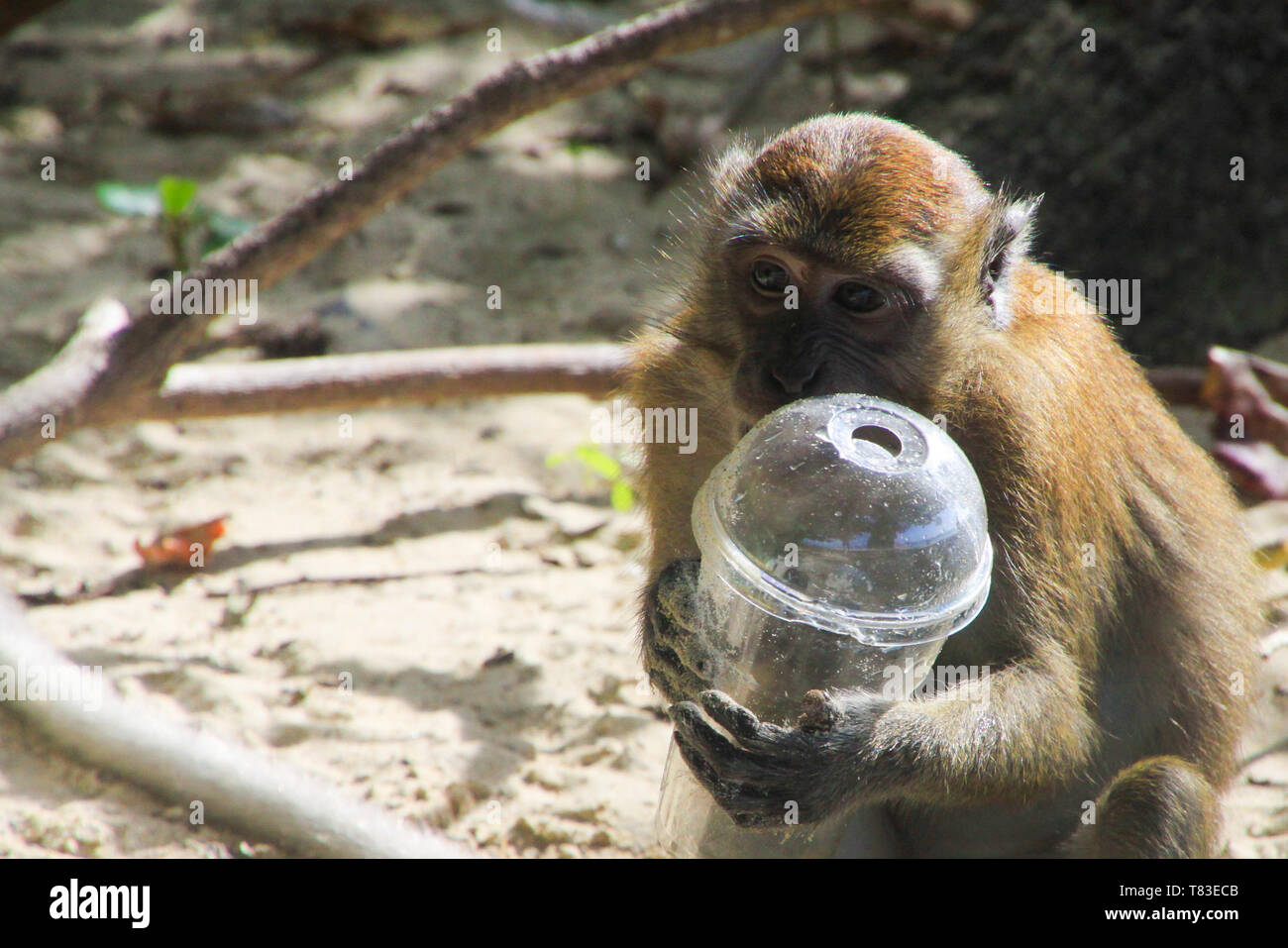 Monkey Holding Cup High Resolution Stock Photography and Images - Alamy