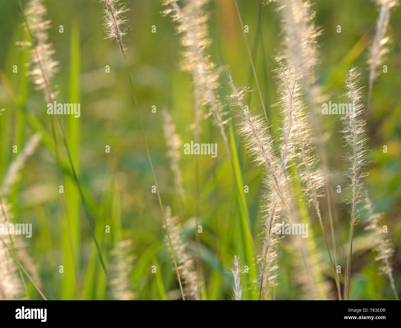 Closeup Grass Flower with Sunlight Isolated on Nature Background Stock ...