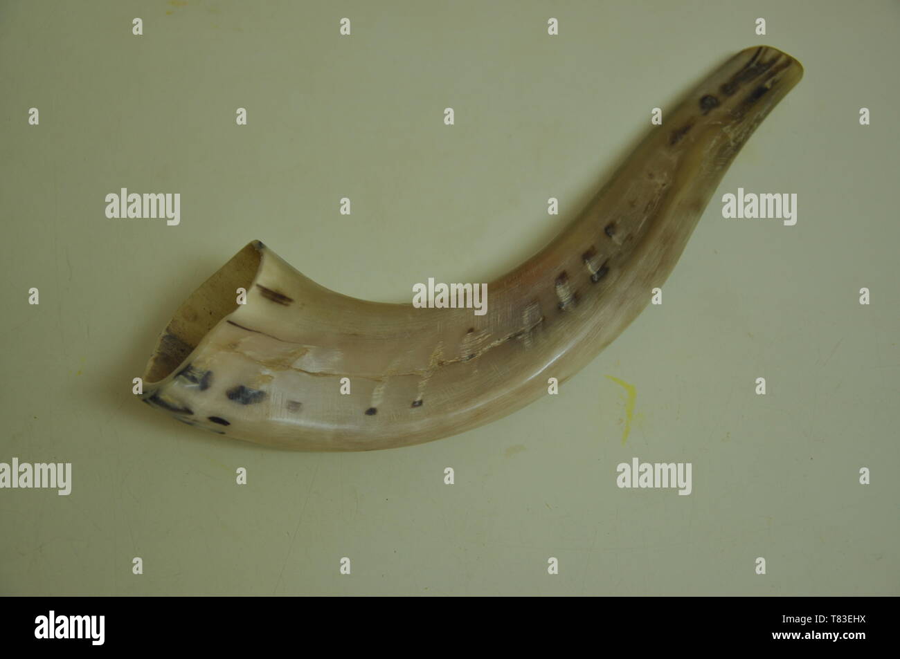 Animal horn trumpet hi-res stock photography and images - Alamy