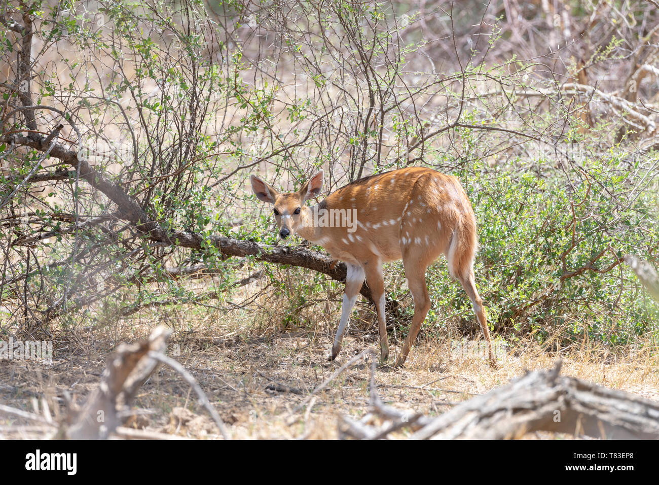 Cape Bushbuck (Tragelaphus scriptus) or Imbabala, female, browsing ...