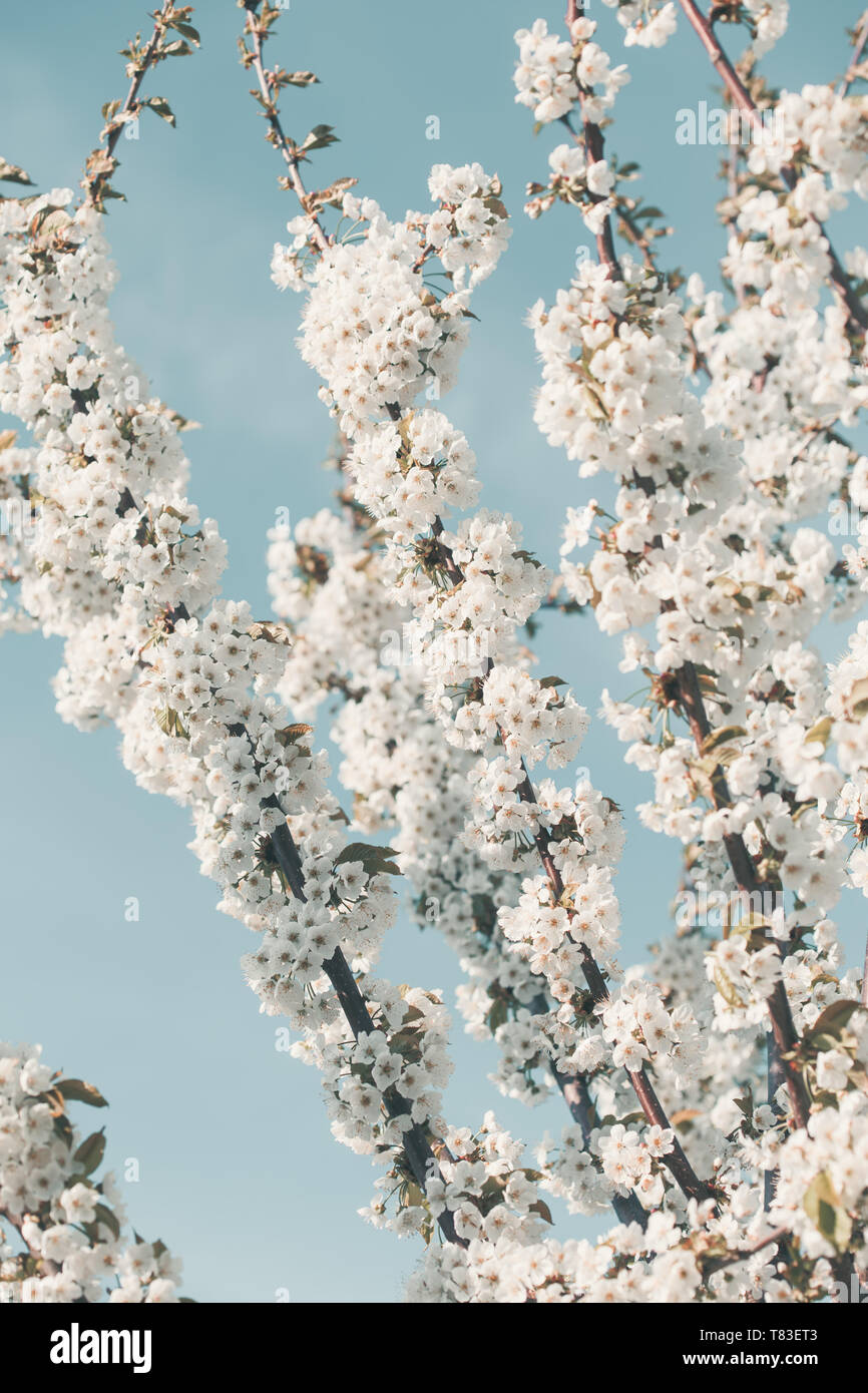 Greeny flower hi-res stock photography and images - Alamy