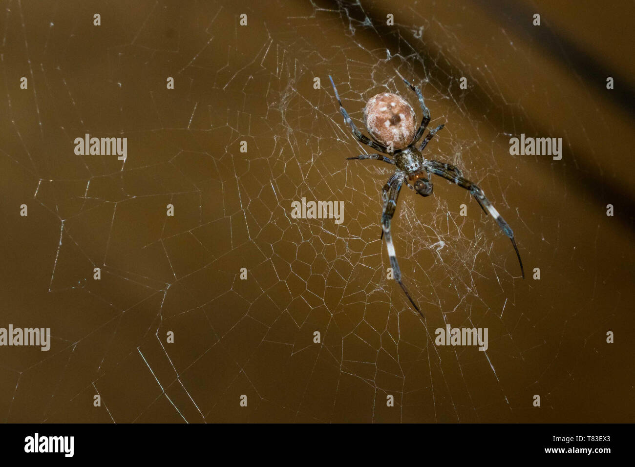 Spider on its spider web Stock Photo - Alamy