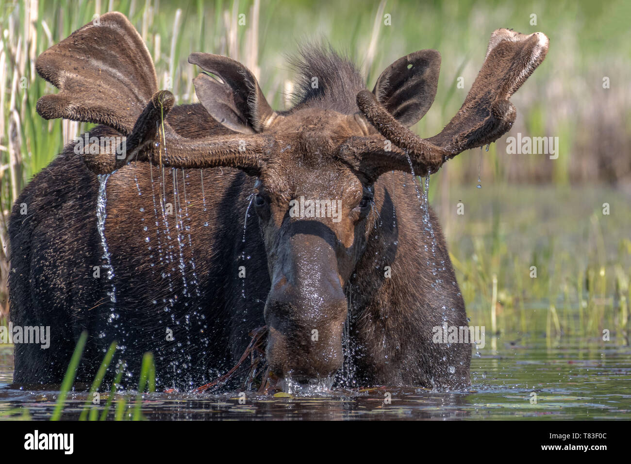 Bull moose feeding hi-res stock photography and images - Alamy