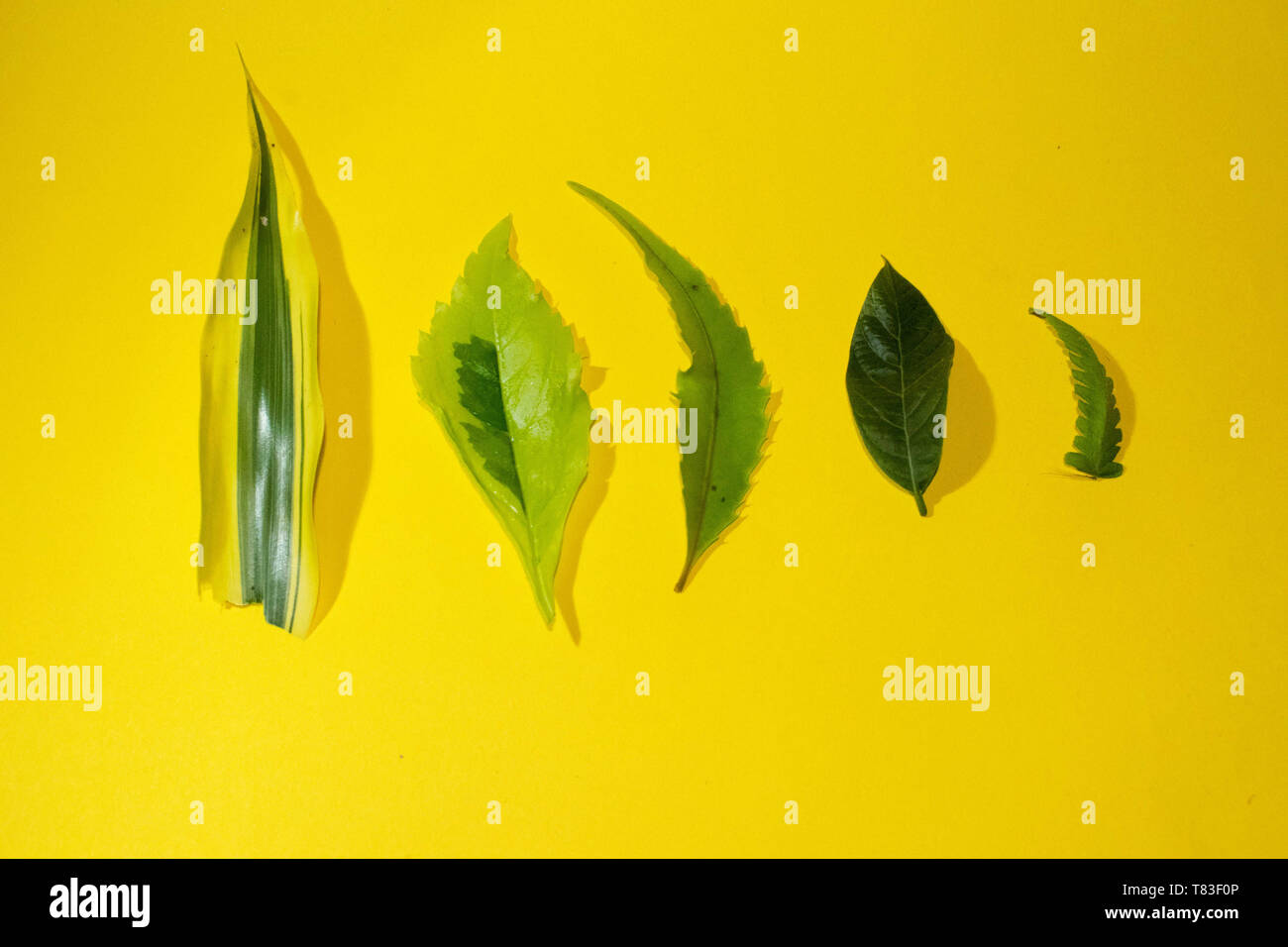 Herbarium leaves different tree hi-res stock photography and images - Alamy