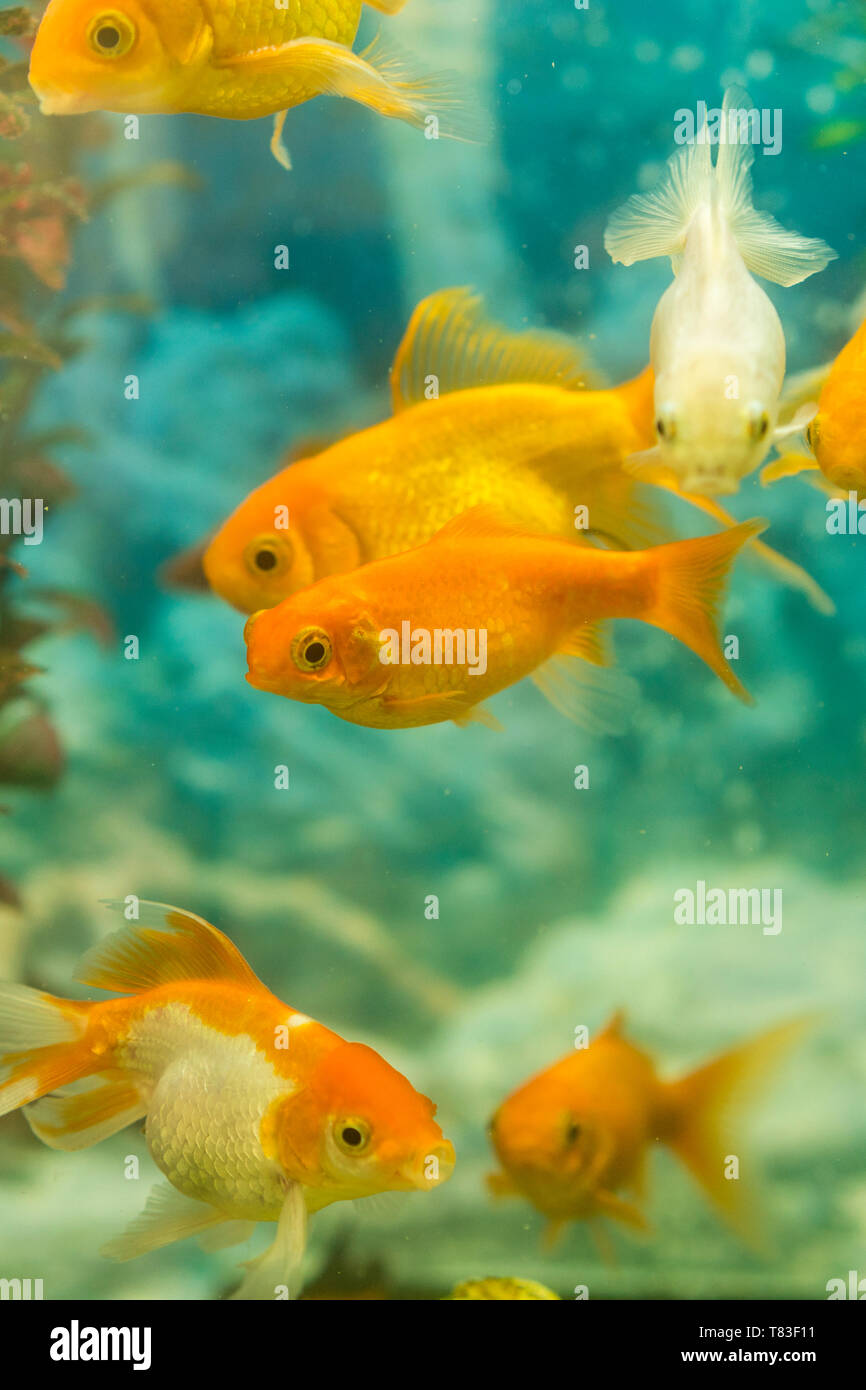 Tropical colorful fishes swimming in aquarium with plants. fish in ...