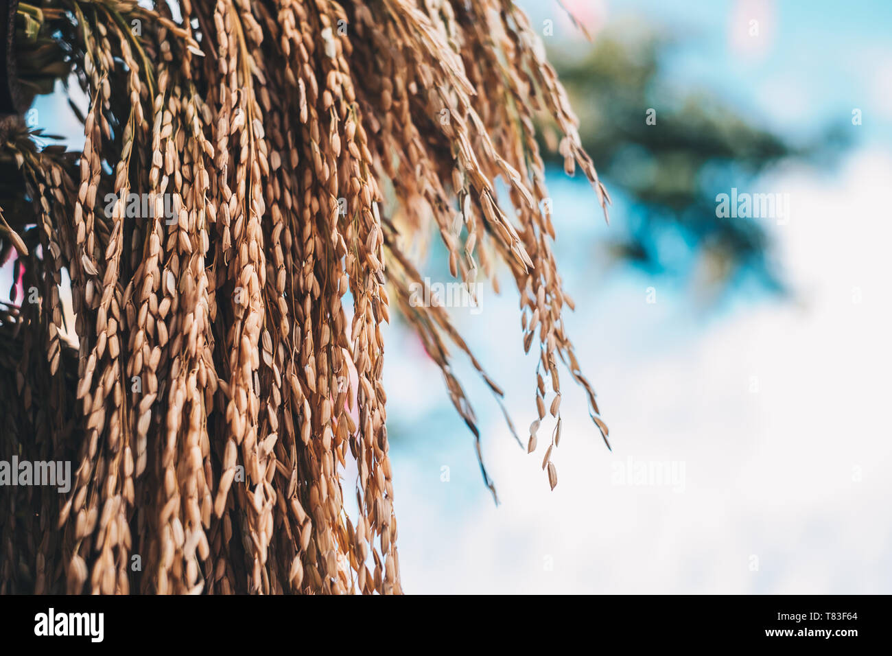 Filipino background hi-res stock photography and images - Alamy