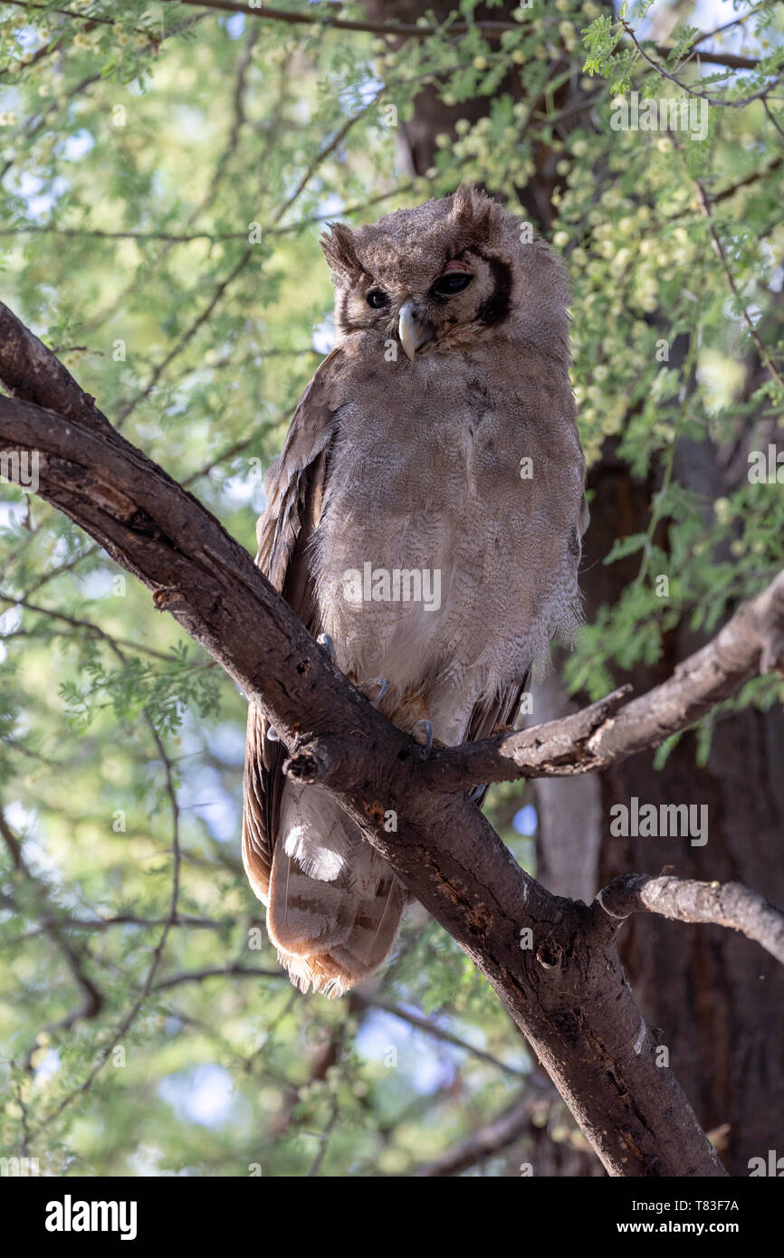 Giant Eagle Owl, Milky Eagle Owl or Verreaux's eagle-owl (Bubo lacteus ...