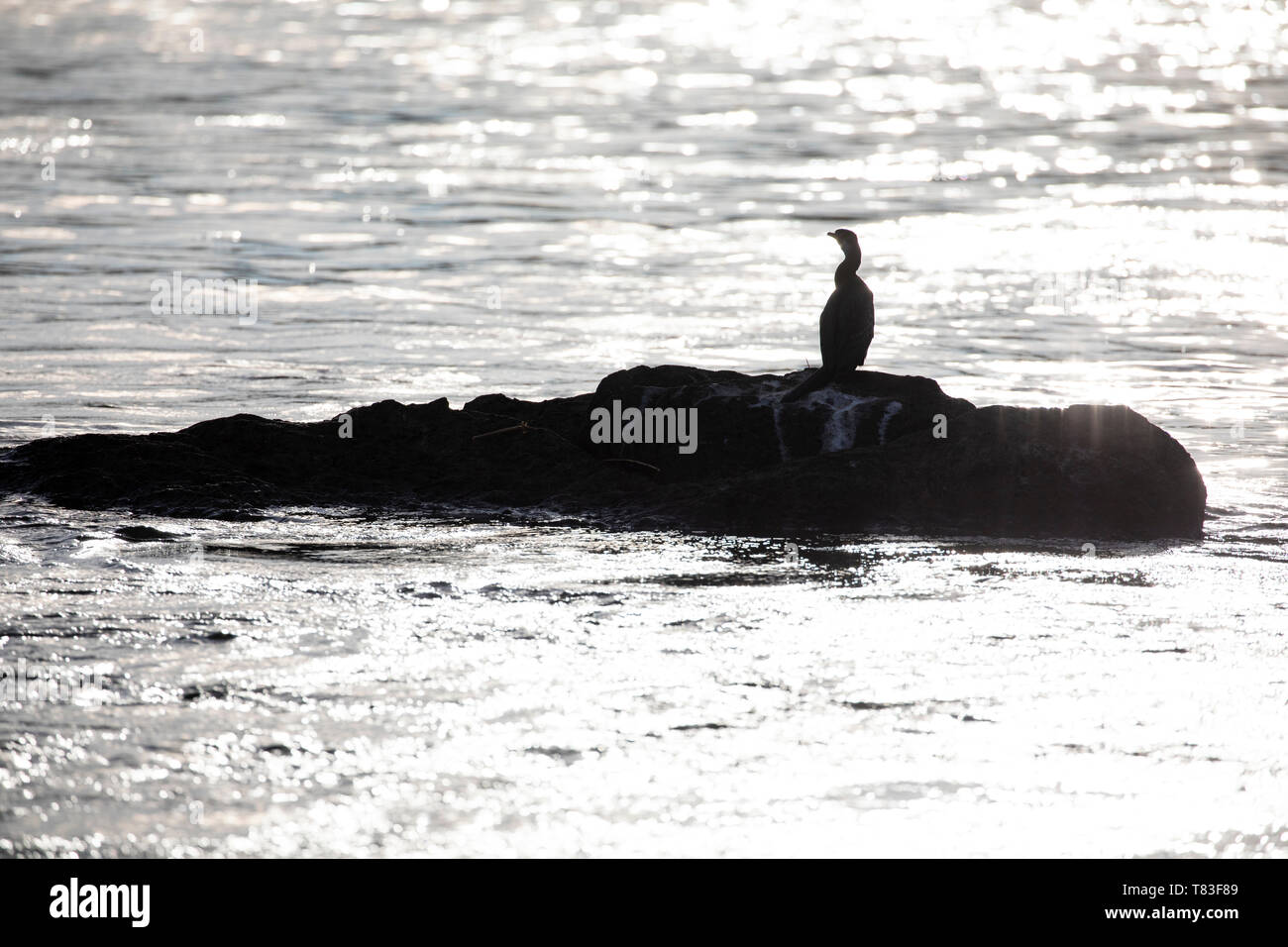 Namibian birdlife hi-res stock photography and images - Alamy