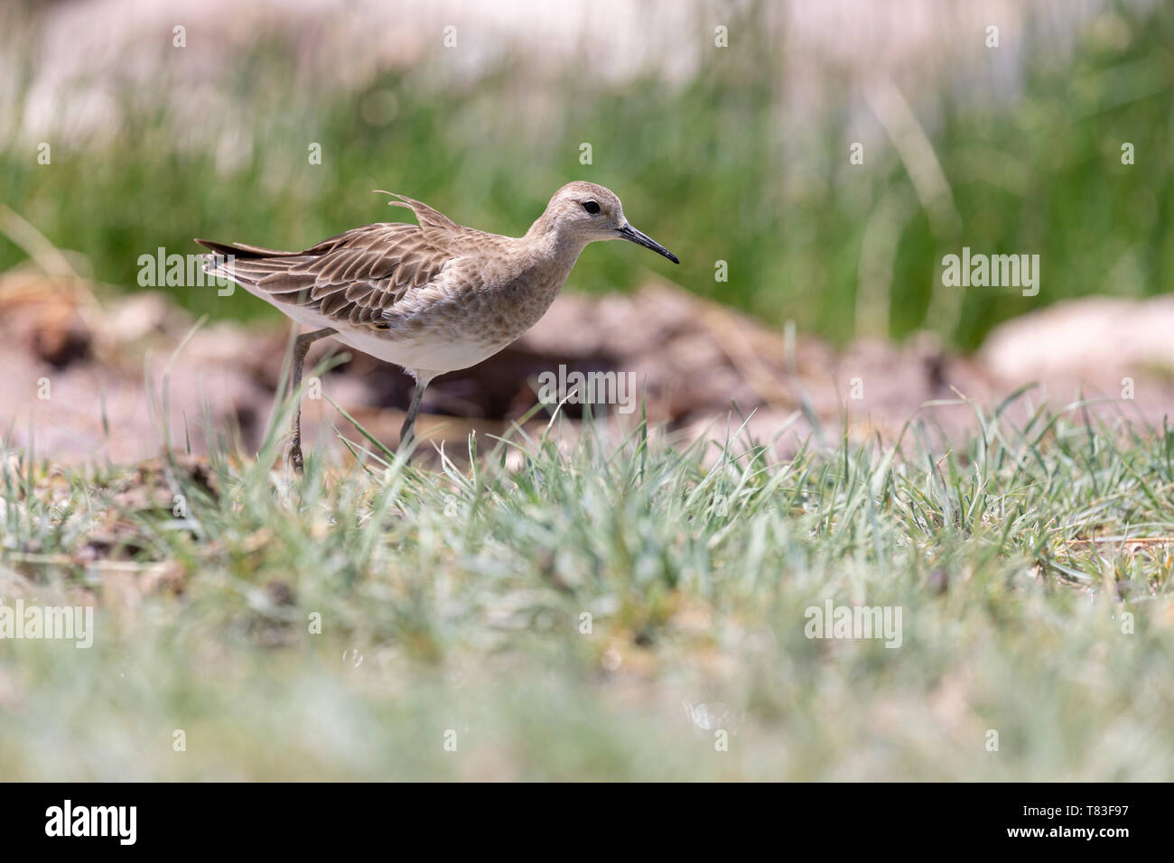 Ruff High Resolution Stock Photography and Images - Alamy