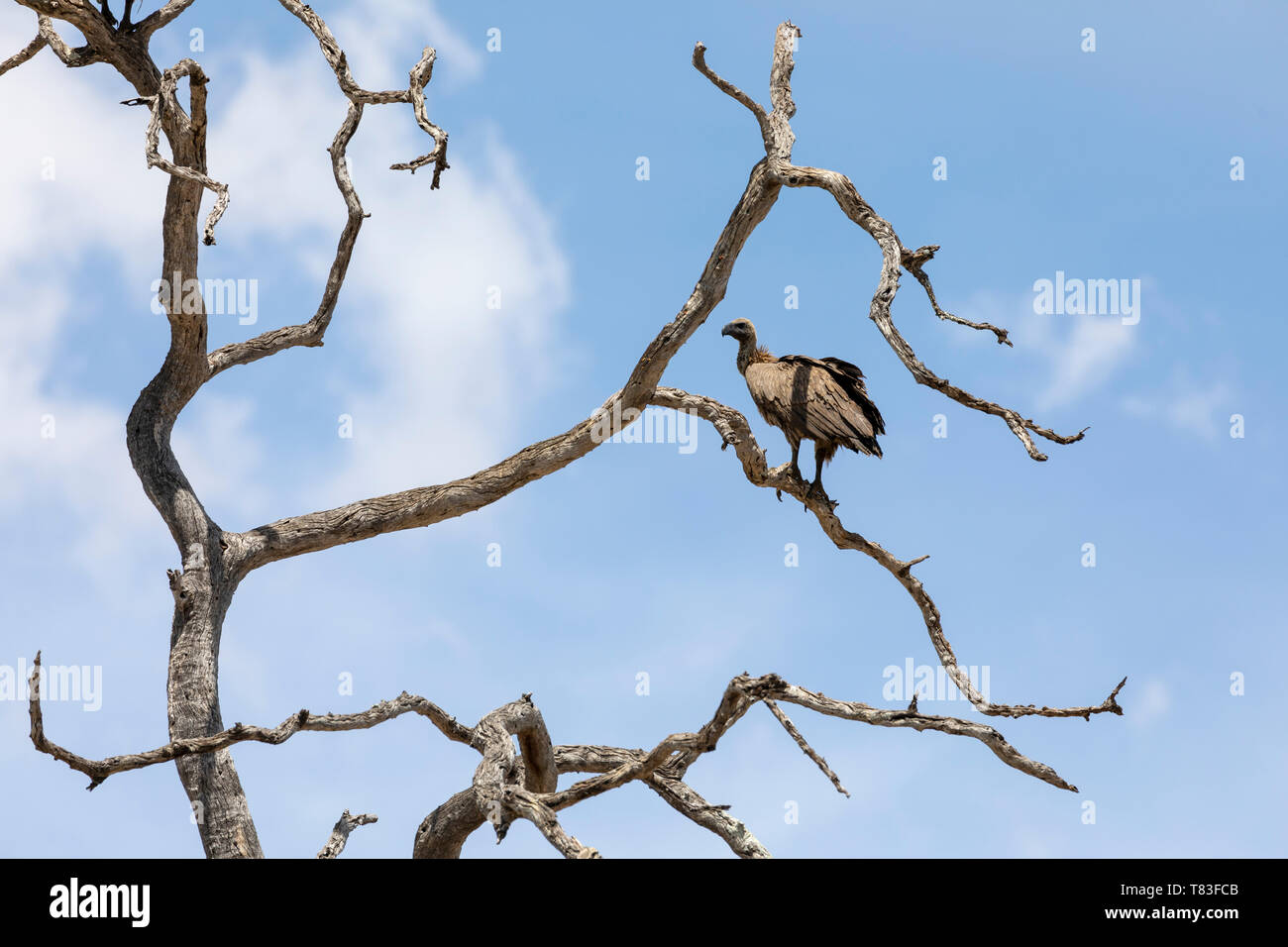 White-backed Vulture (Gyps africanus). Mahango Game Park, Bwabwata ...