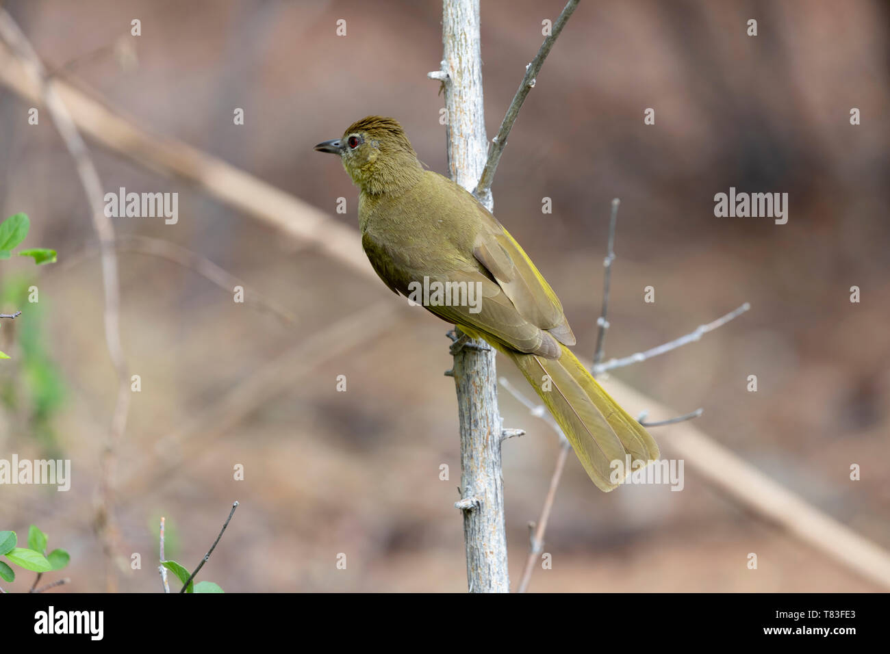 Yellow-bellied Greenbul (Chlorocichla flaviventris), Kwando (Cuando ...