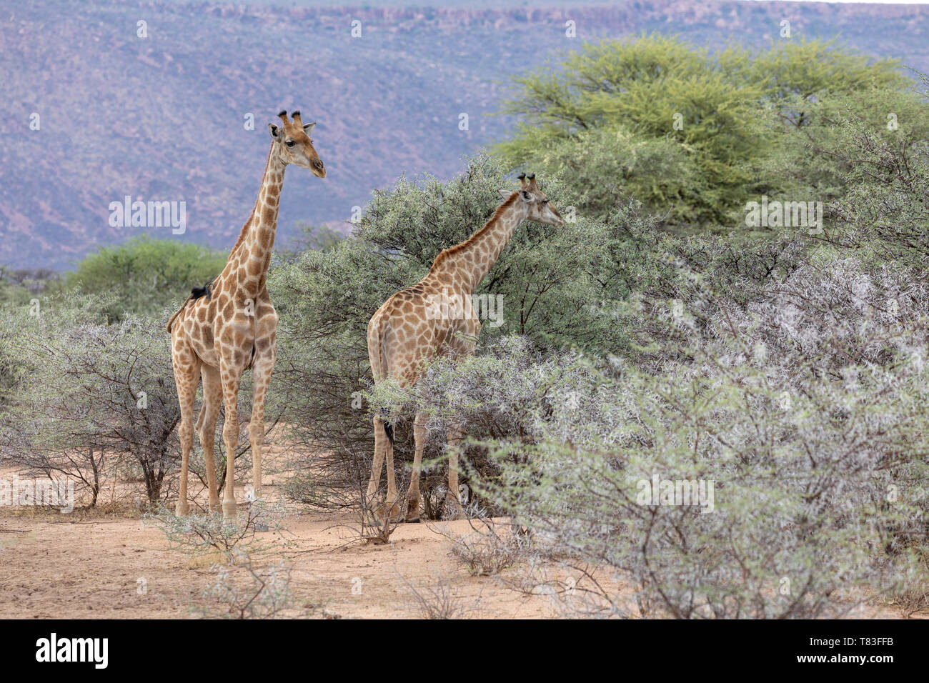 Southern giraffe (Giraffa giraffa). Subspecies Angolan or Namibian ...