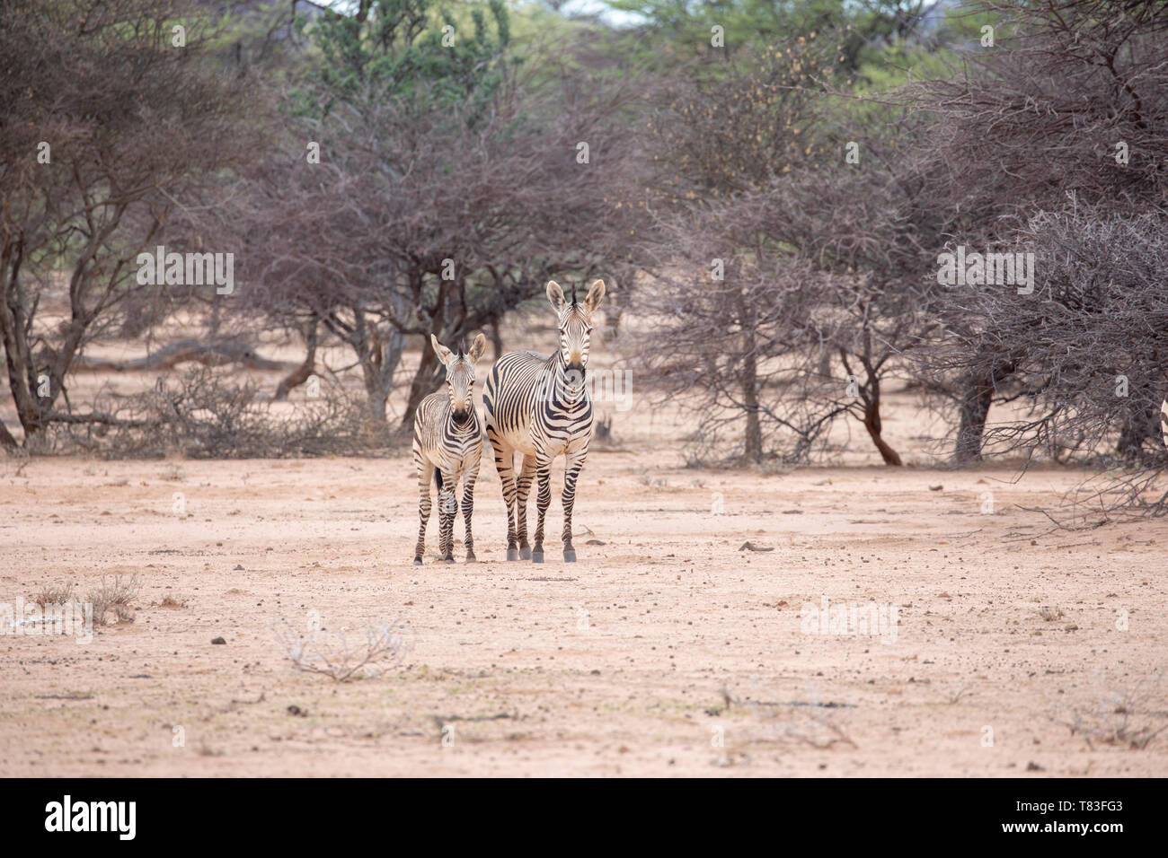 Mountain Zebra (Equus zebra). Central Namibia Stock Photo - Alamy