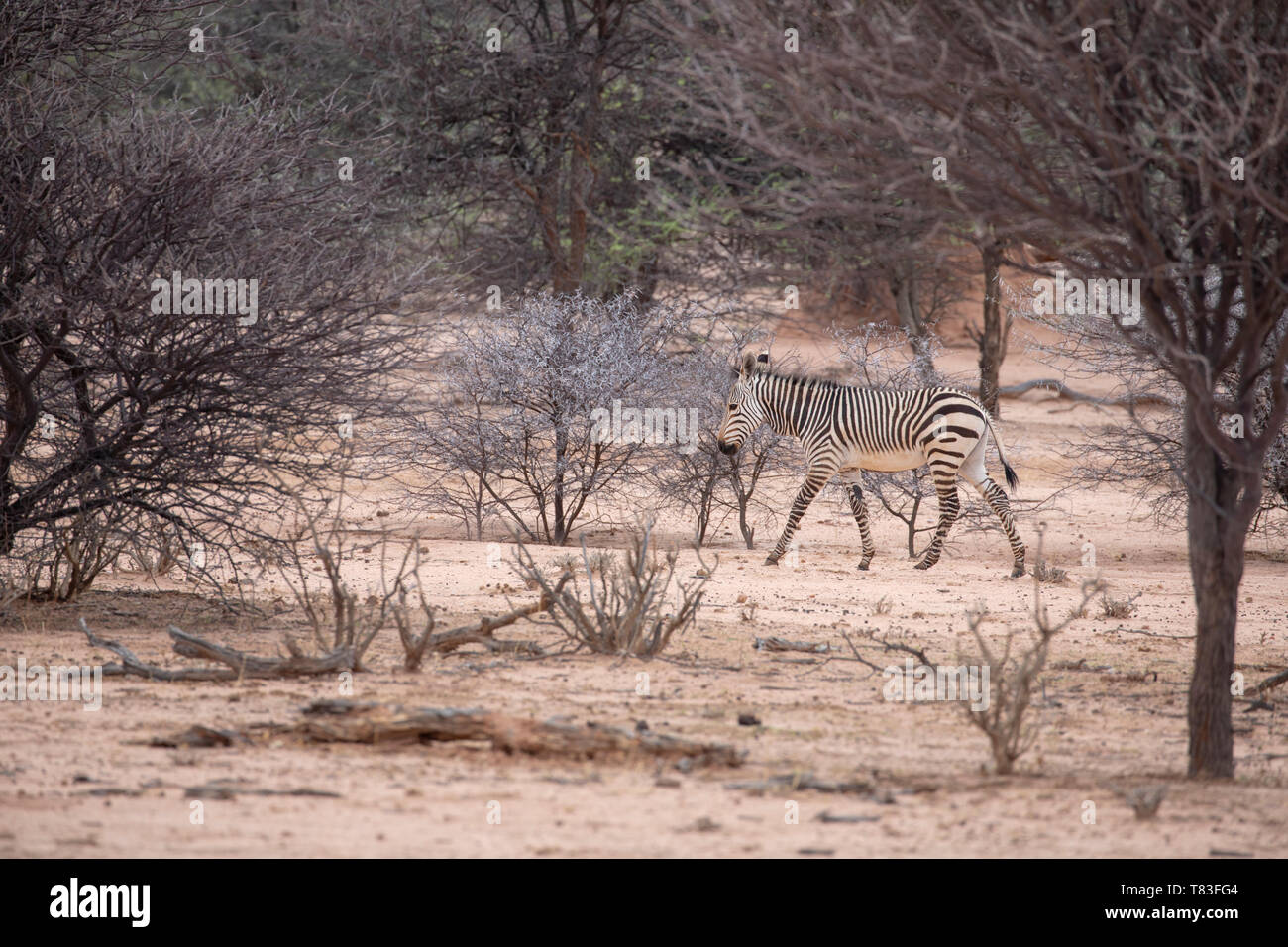 Mountain Zebra (Equus zebra). Central Namibia Stock Photo - Alamy