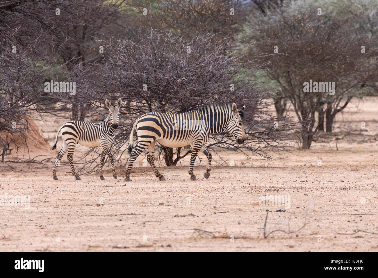 Mountain Zebra (Equus zebra) mother and foal. Central Namibia Stock ...