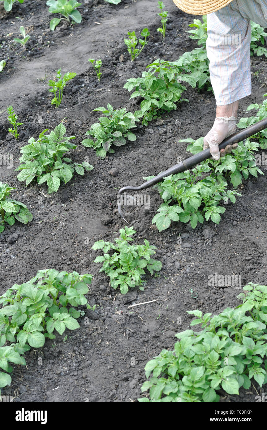 Potato weed hi-res stock photography and images - Alamy