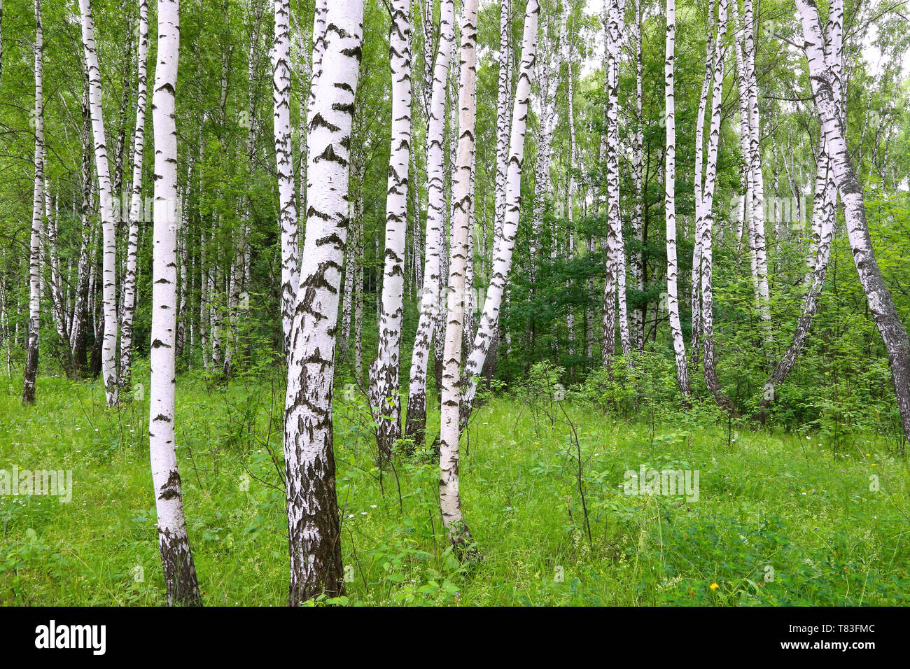 Beautiful birch trees. A summer landscape Stock Photo - Alamy