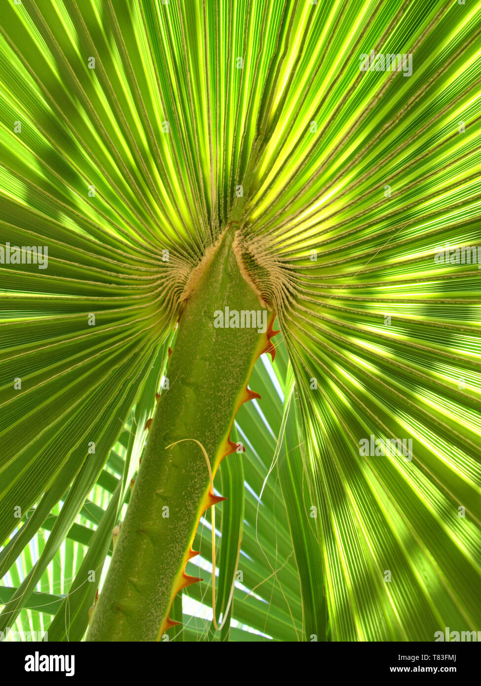 Large leaf of palm tree close-up Stock Photo - Alamy