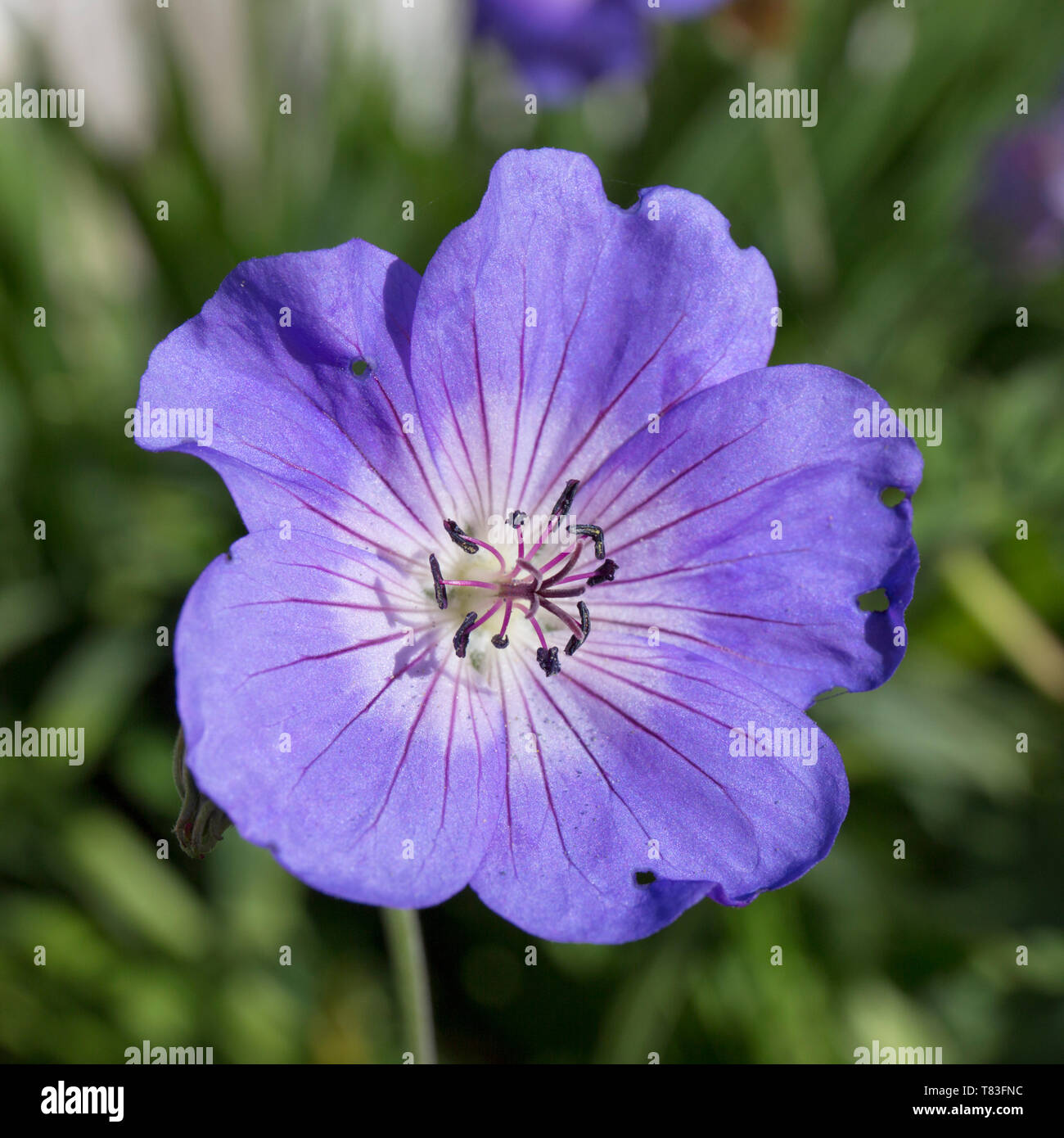 Dormansland, Surrey, England. Delicate violet-blue flower of geranium ...