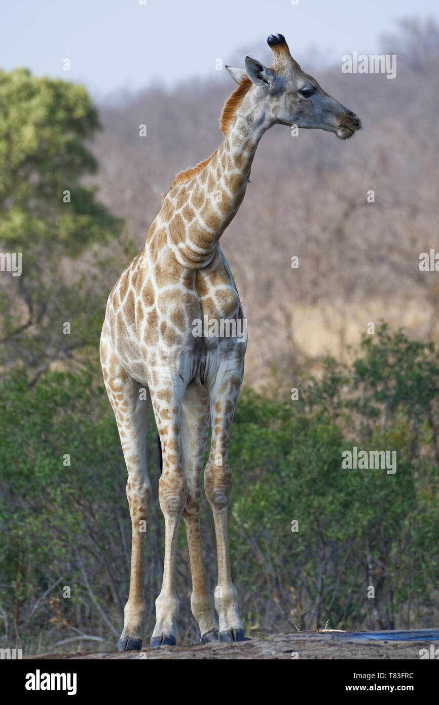 South African giraffe (Giraffa camelopardalis giraffa), adult male ...